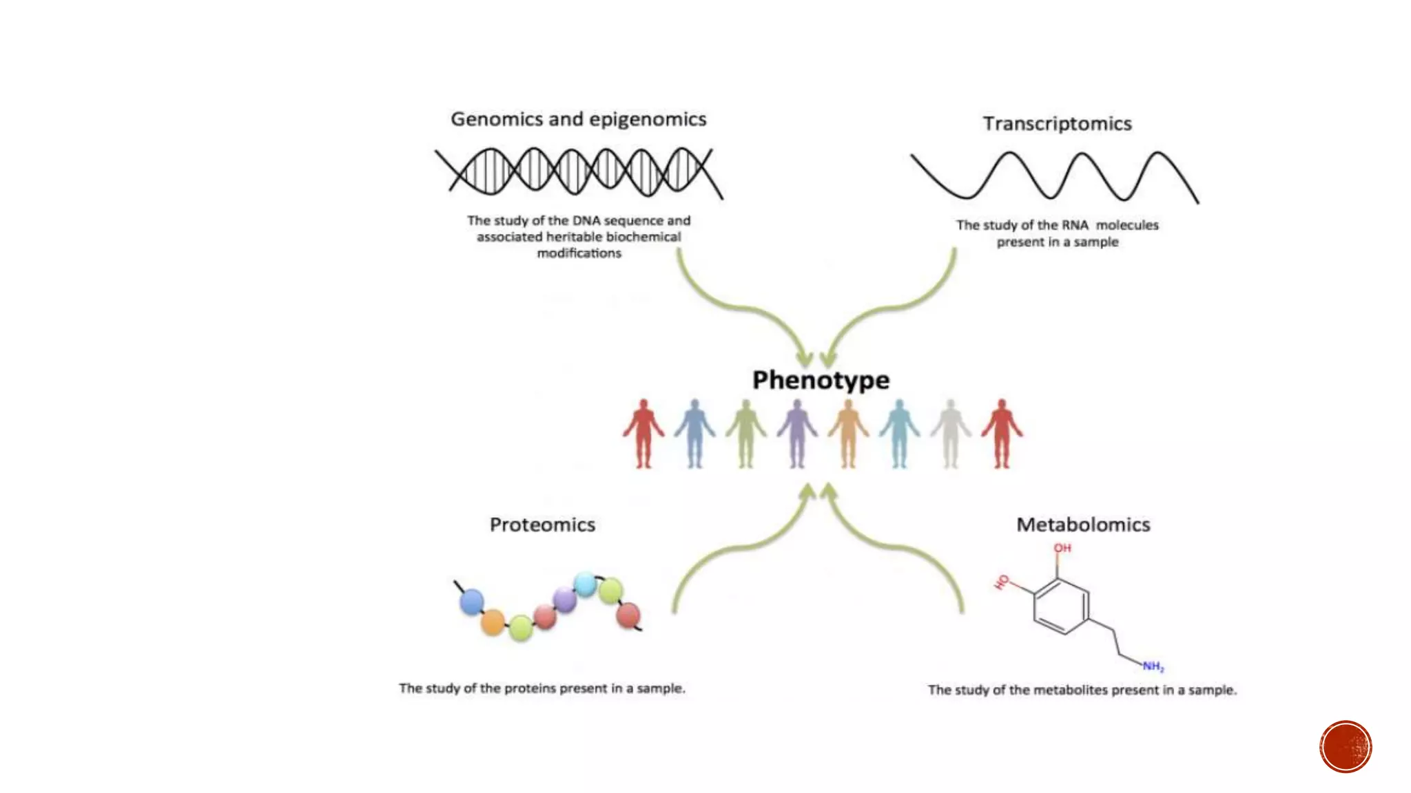 STRUCTURAL GENOMICS, FUNCTIONAL GENOMICS, COMPARATIVE GENOMICS | PPTX