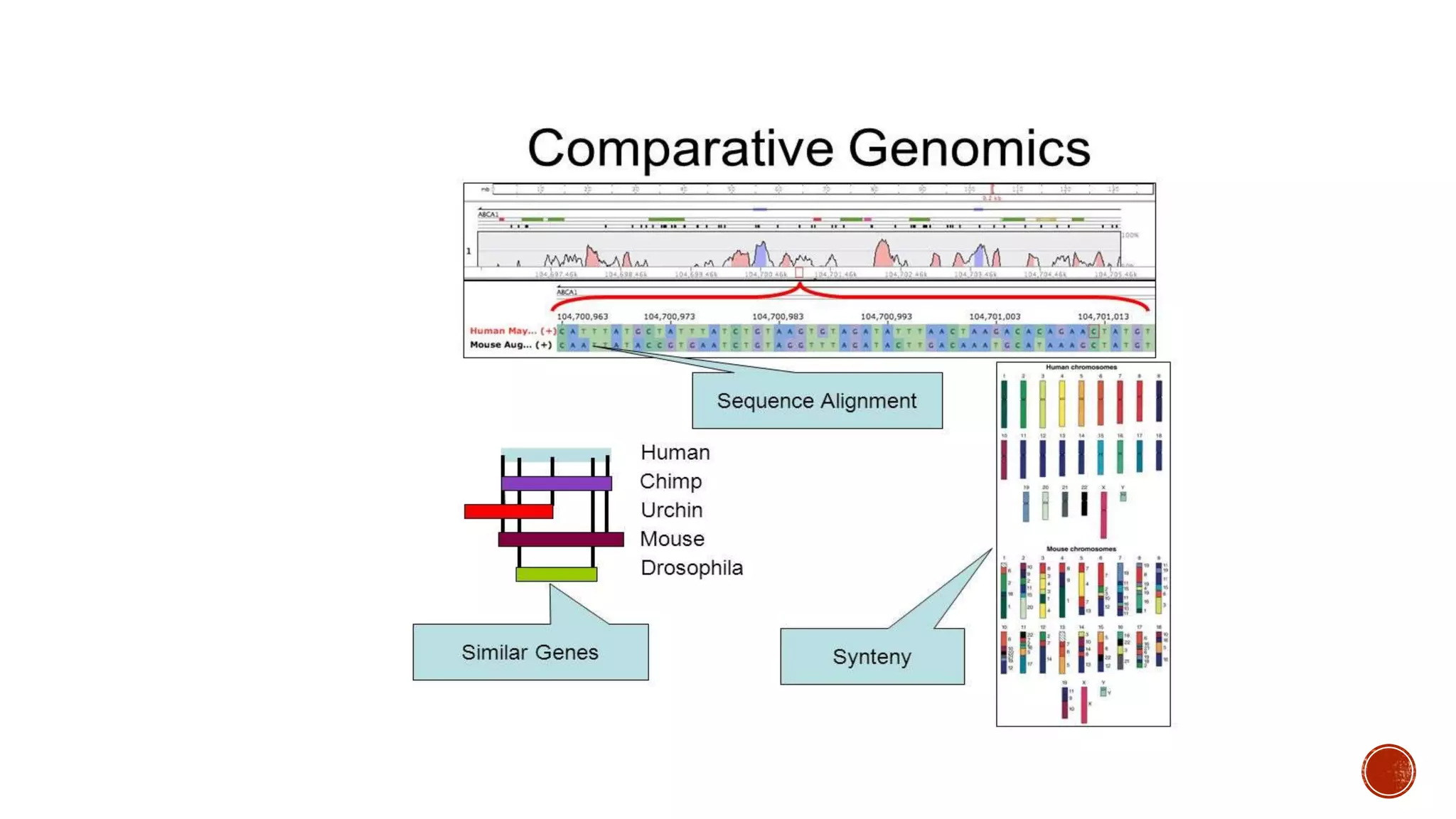 STRUCTURAL GENOMICS, FUNCTIONAL GENOMICS, COMPARATIVE GENOMICS | PPTX