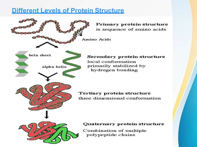 Protien Structure Prediction | PPTX
