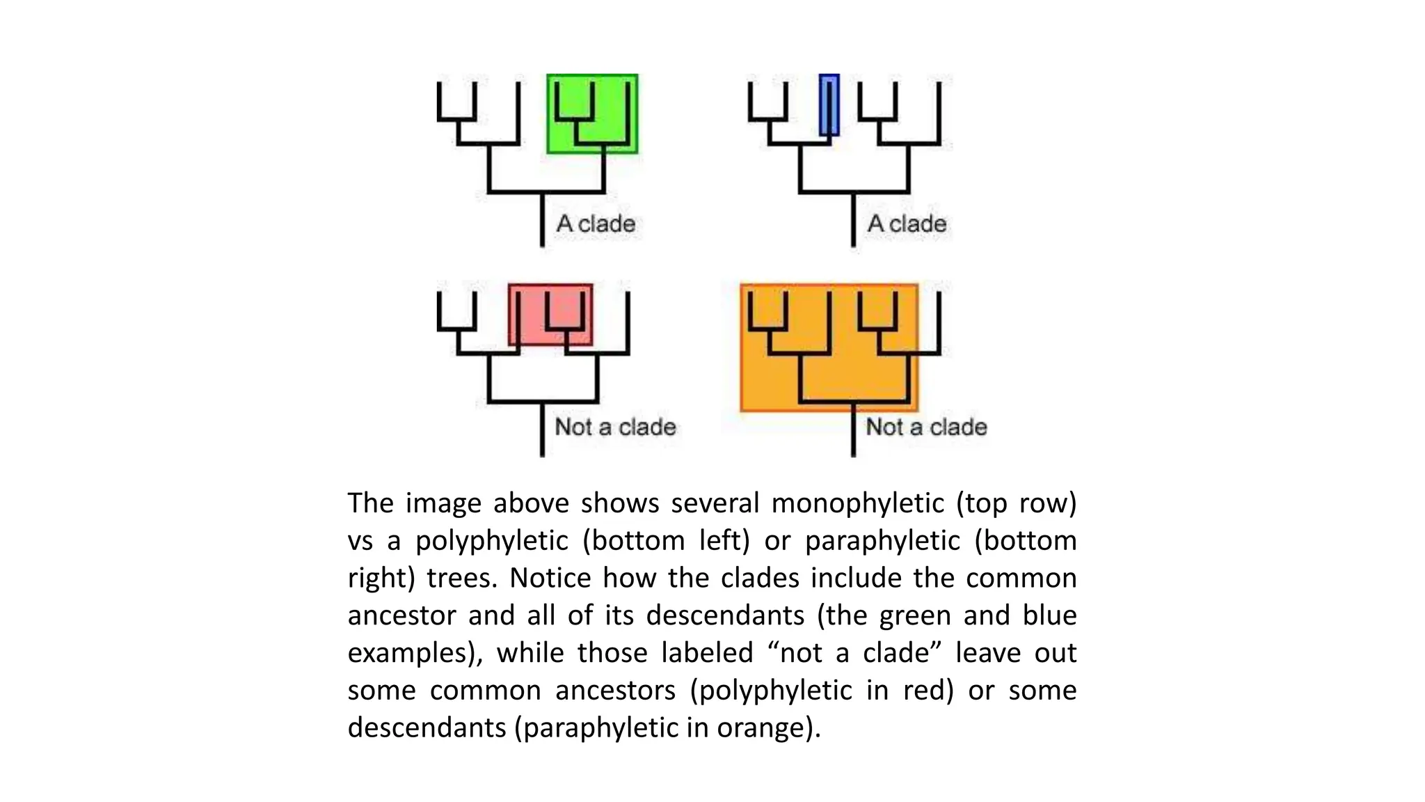 Molecular phylogeny, molecular clock hypothesis, molecular evolution ...