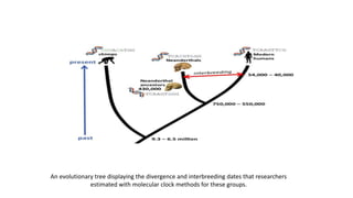Molecular phylogeny, molecular clock hypothesis, molecular evolution ...
