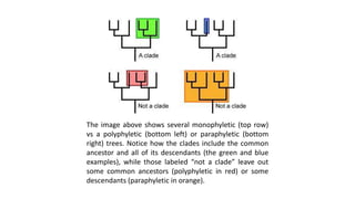 Molecular phylogeny, molecular clock hypothesis, molecular evolution ...