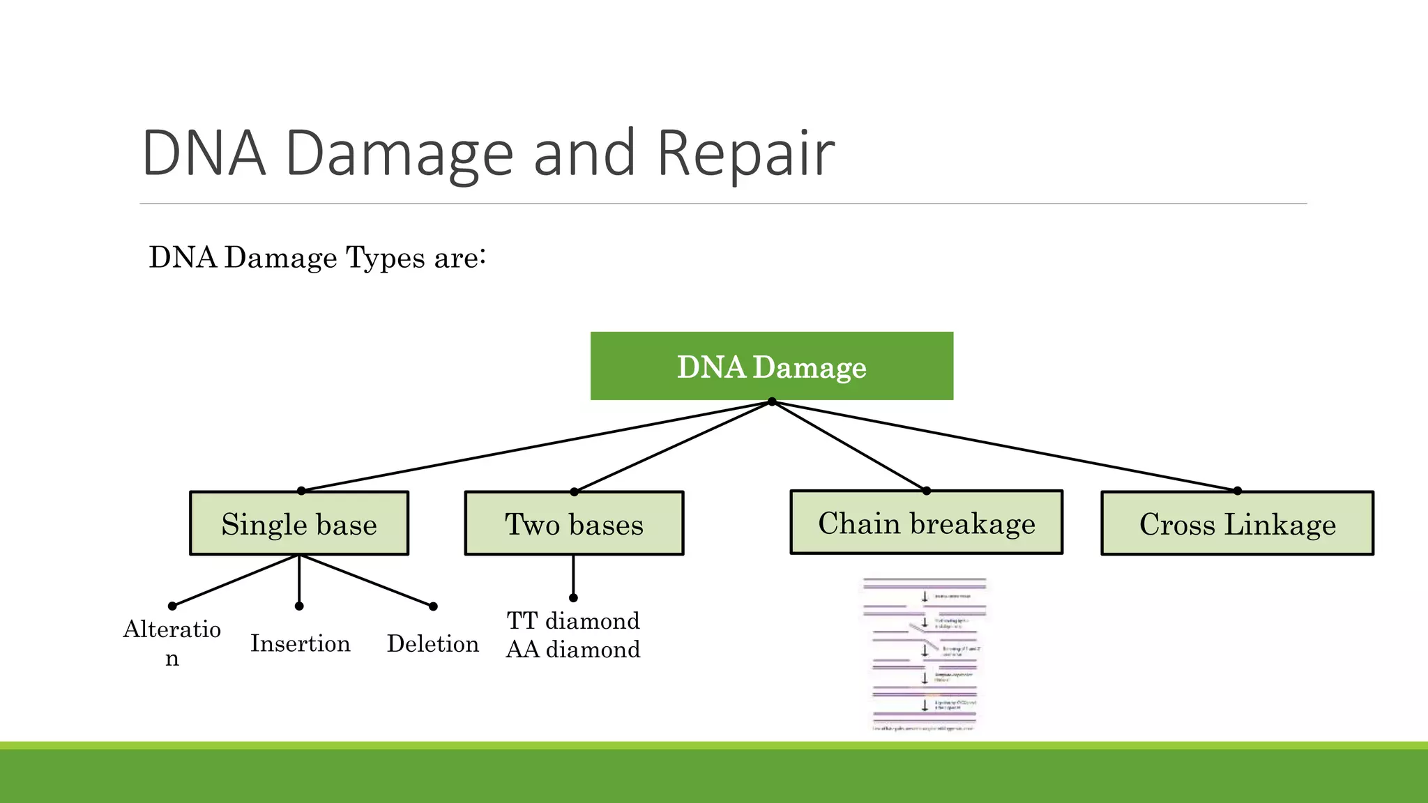 Bioinformatics-Lec+4-DNADamage-and-Repair.pptx | Free Download