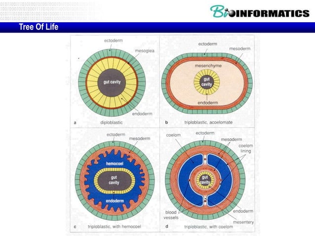 Bioinformatics t6-phylogenetics v2014 | PPT