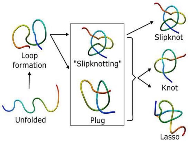 Applications of Knot Theory in Bioinformatics - A Quick Reader | PPT