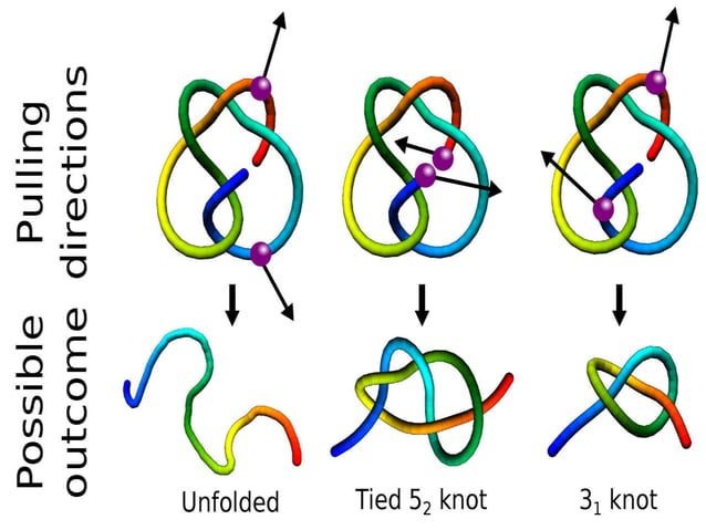 Applications of Knot Theory in Bioinformatics - A Quick Reader | PPT