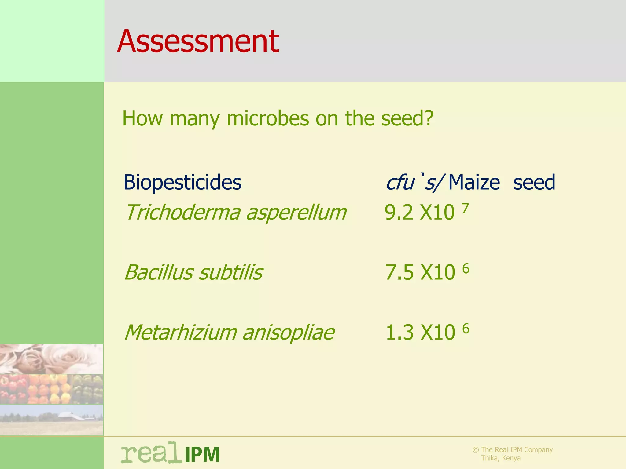 Biopesticide seed treatments for improved growth of maize seedlings | PPTX