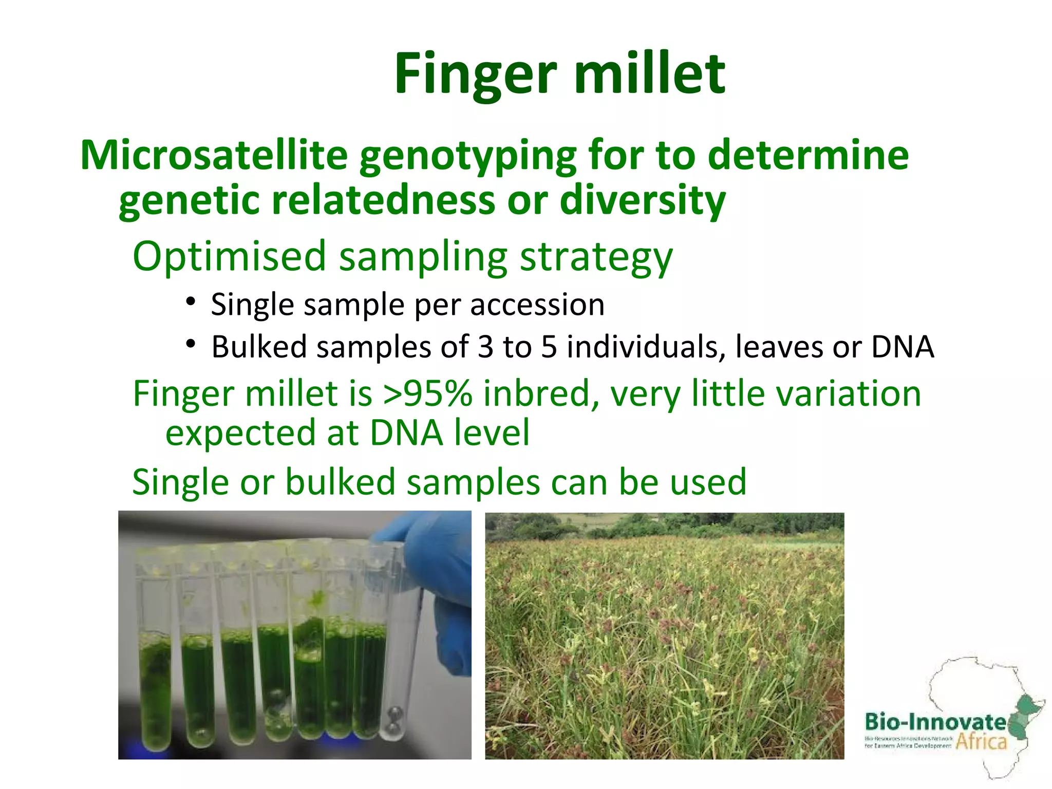 Genetic diversity assessment of east African finger millet and cost ...