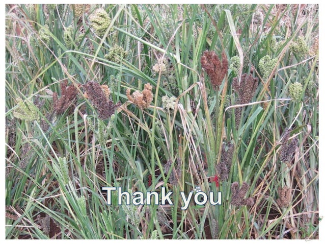 Genetic diversity assessment of east African finger millet and cost ...