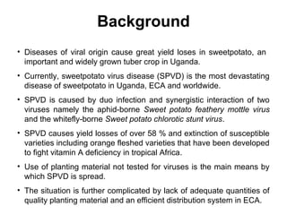 Management of SPVD: A model for production, multiplication and delivery ...