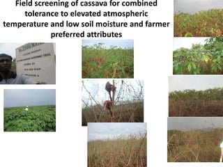 Enhancing food security through improved seed systems of appropriate ...