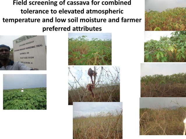 Enhancing food security through improved seed systems of appropriate ...