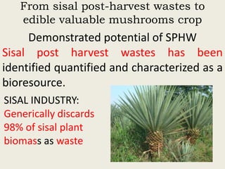 Evaluation of sisal post-harvest waste as a potential bioresource for ...