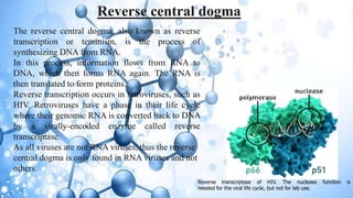 Central dogma of molecular biology .pptx