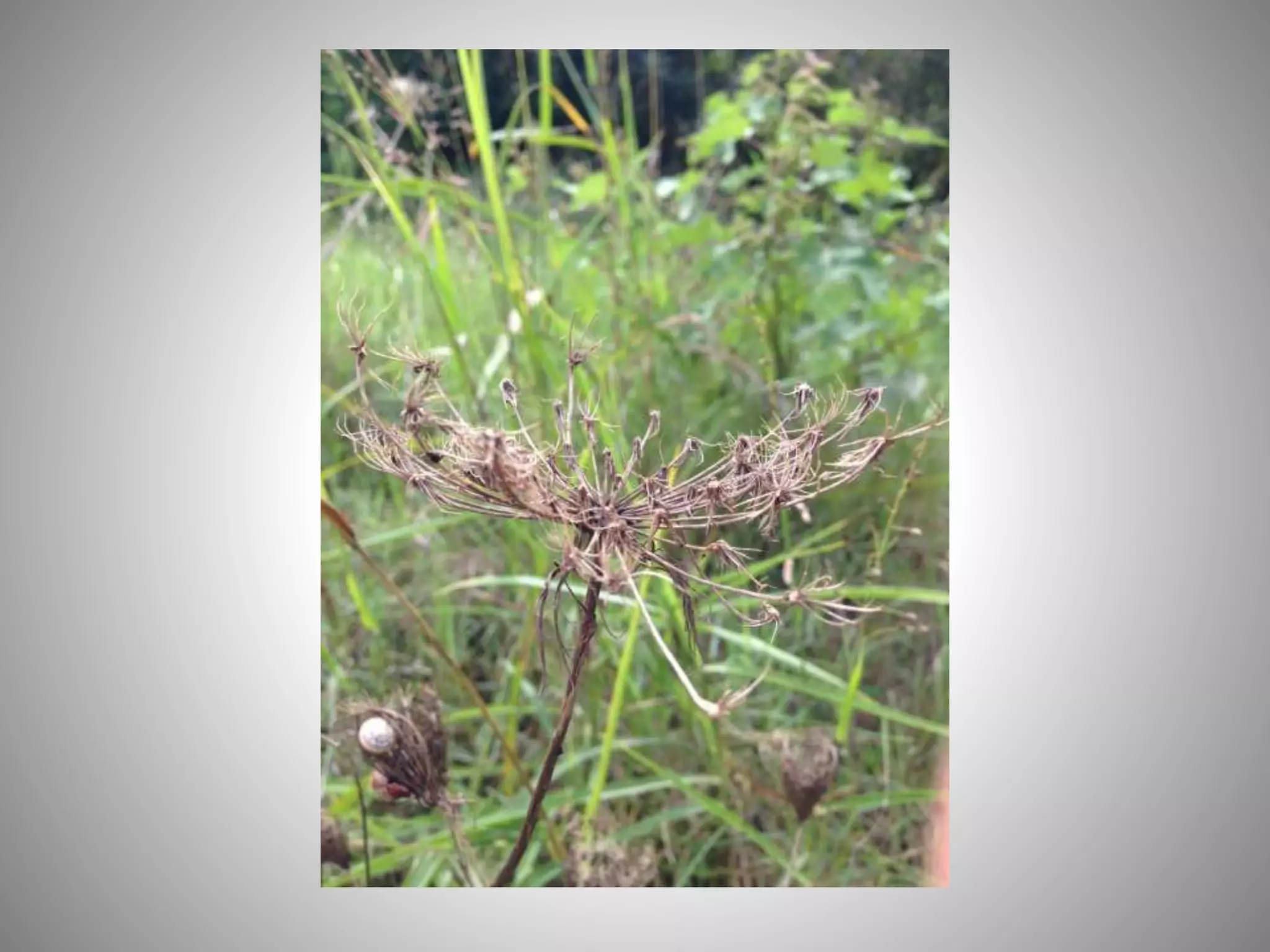 Bioinspiration &biomimetics architecture | PPTX