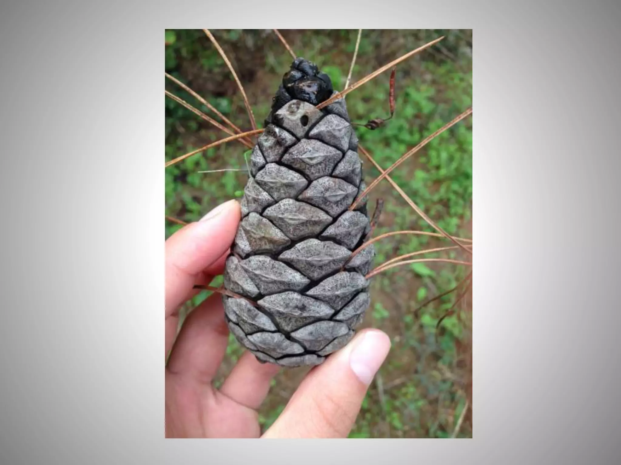 Bioinspiration &biomimetics architecture | PPTX