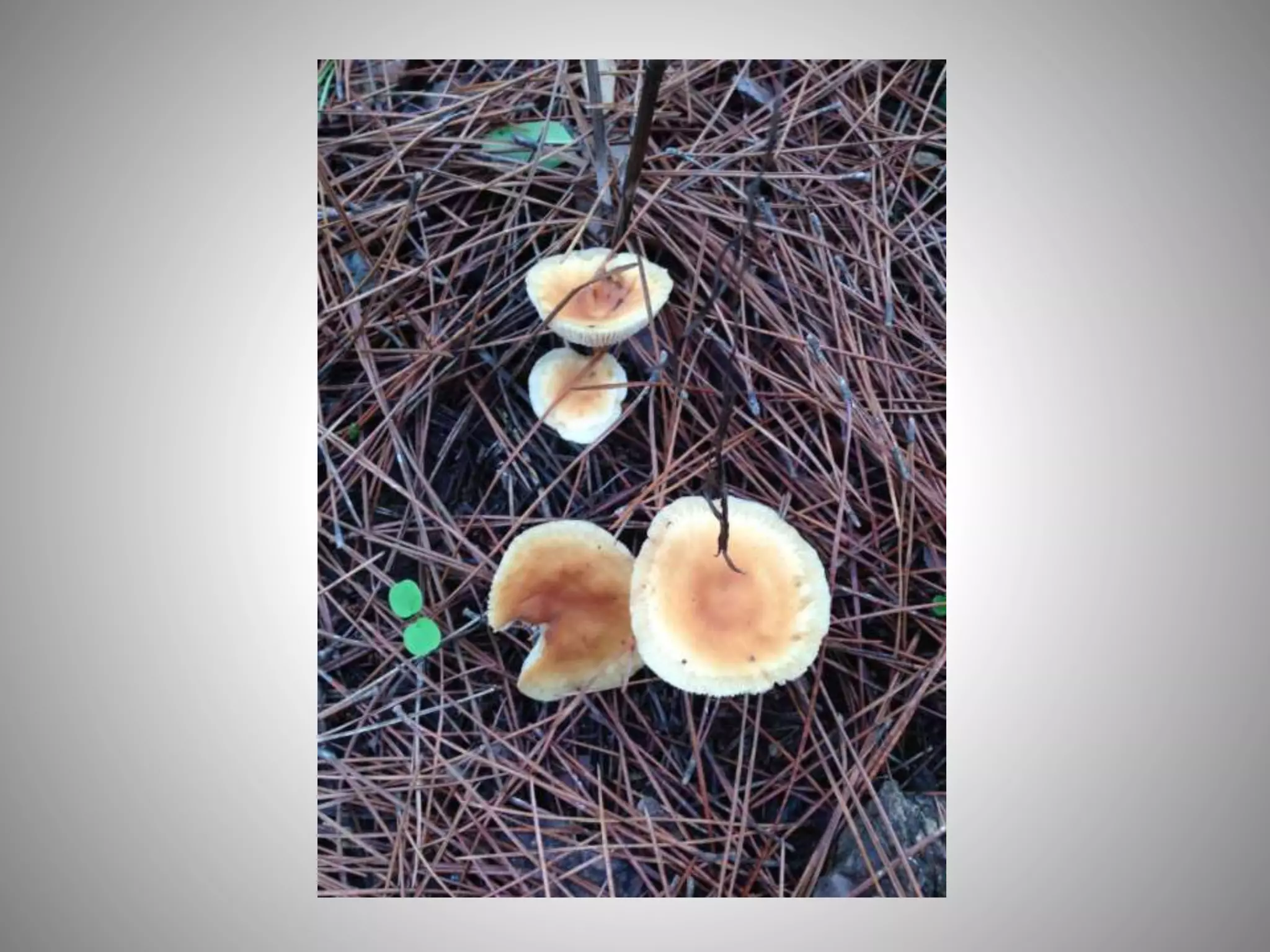 Bioinspiration &biomimetics architecture | PPT