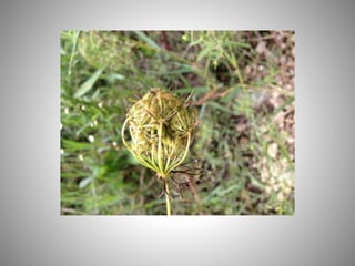 Bioinspiration &biomimetics architecture | PPT