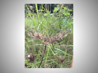 Bioinspiration &biomimetics architecture | PPT