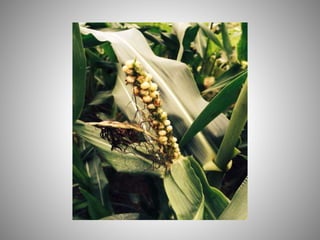 Bioinspiration &biomimetics architecture | PPT