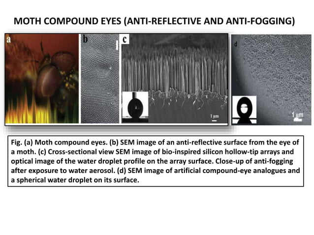 Bio inspired materials ppt | PPTX