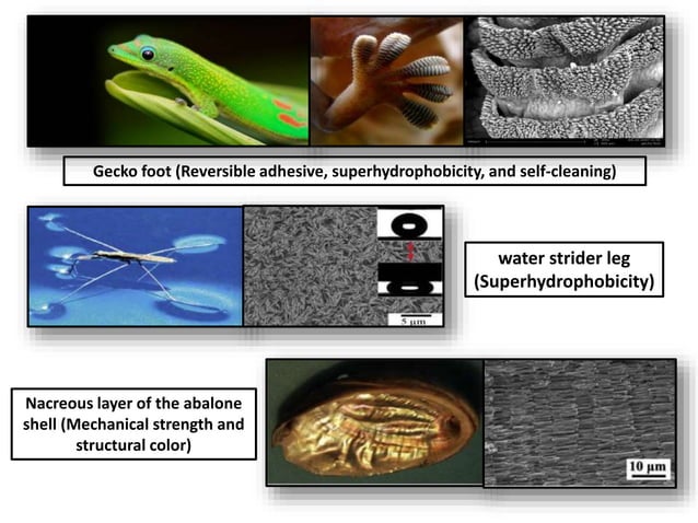 Bio inspired materials ppt | PPTX