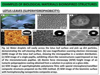 Bio inspired materials ppt | PPTX