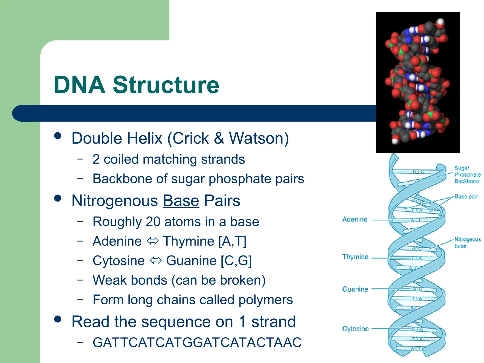 Introduction to Bioinformatics from Simon Colton | PPT | Free Download