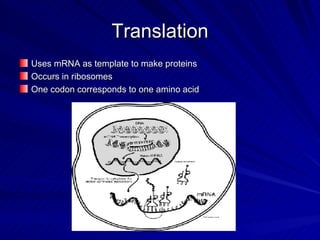 bio-intro | PPT | Genetics | Science