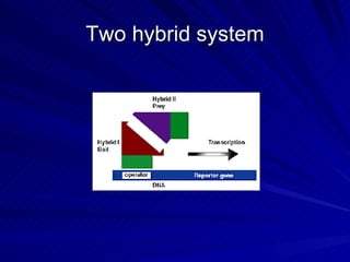 bio-intro | PPT | Genetics | Science