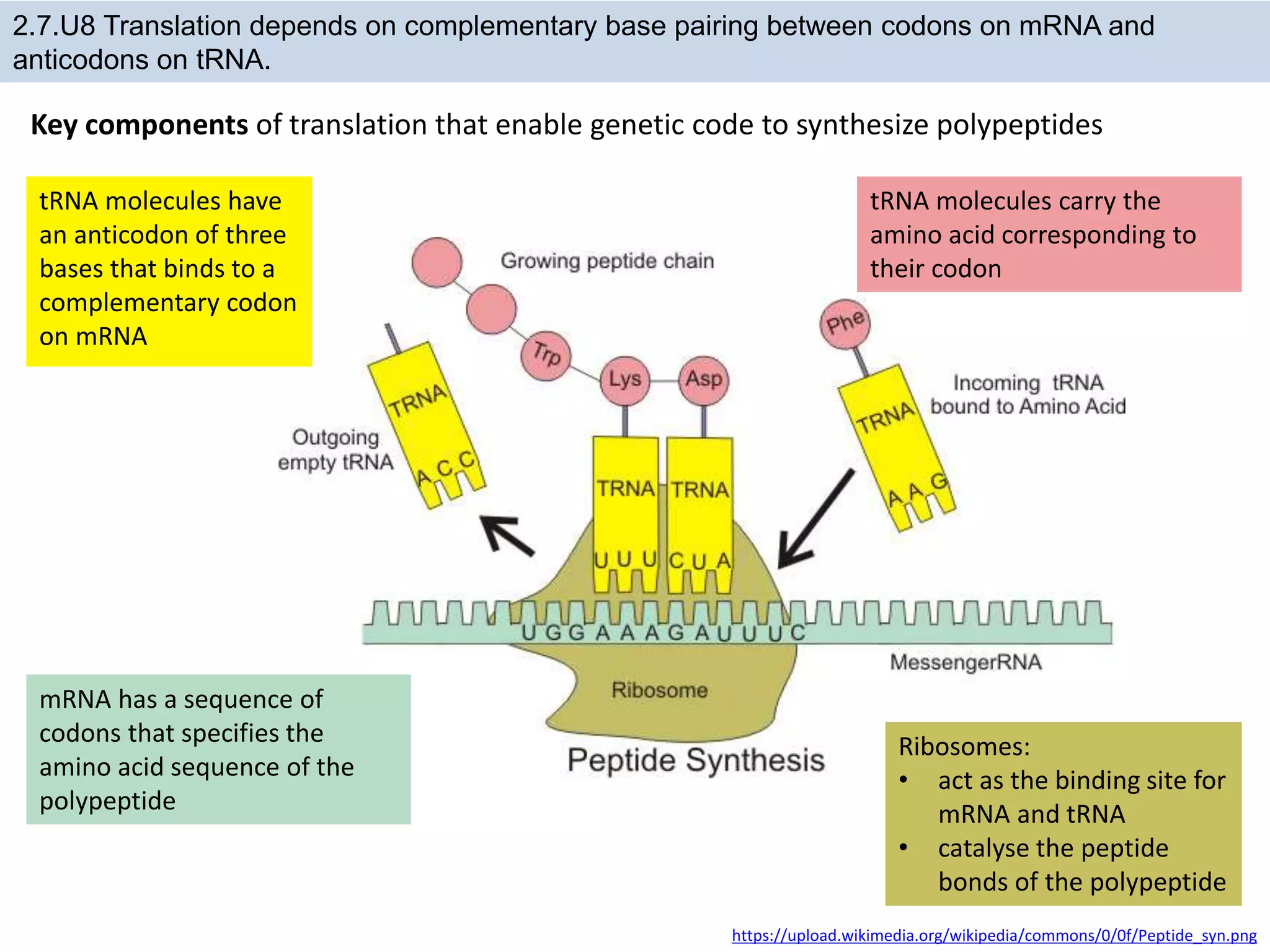 Biok_2.7_DNA_replication_transcription_ and_translation.pptx