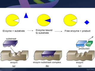biokatalisator (enzim vitamin mineral.ppt