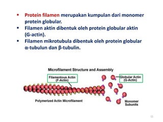 Biokim.3.PROTEIN.pptx