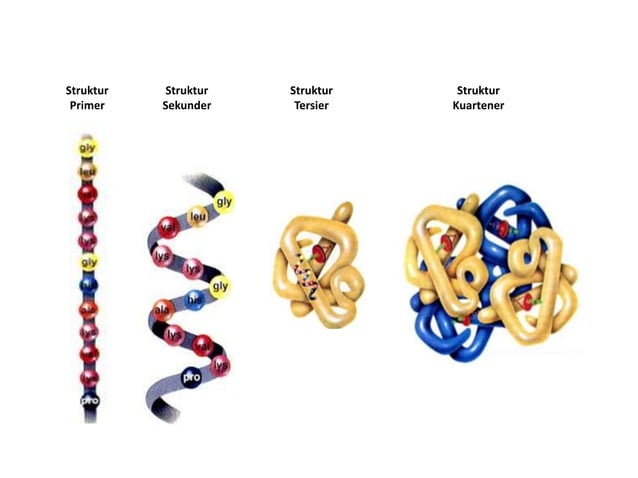 Biokim.3.PROTEIN.pptx