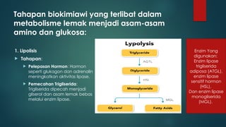 Tahapan Biokimiawi Metabolisme Lemak .pptx