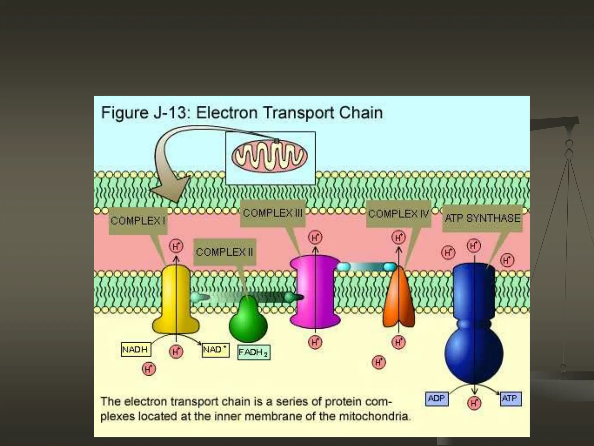 ++ Biokimia - Bio Energetika Rantai Respirasi & Fosforilasi Oksidatif.ppt