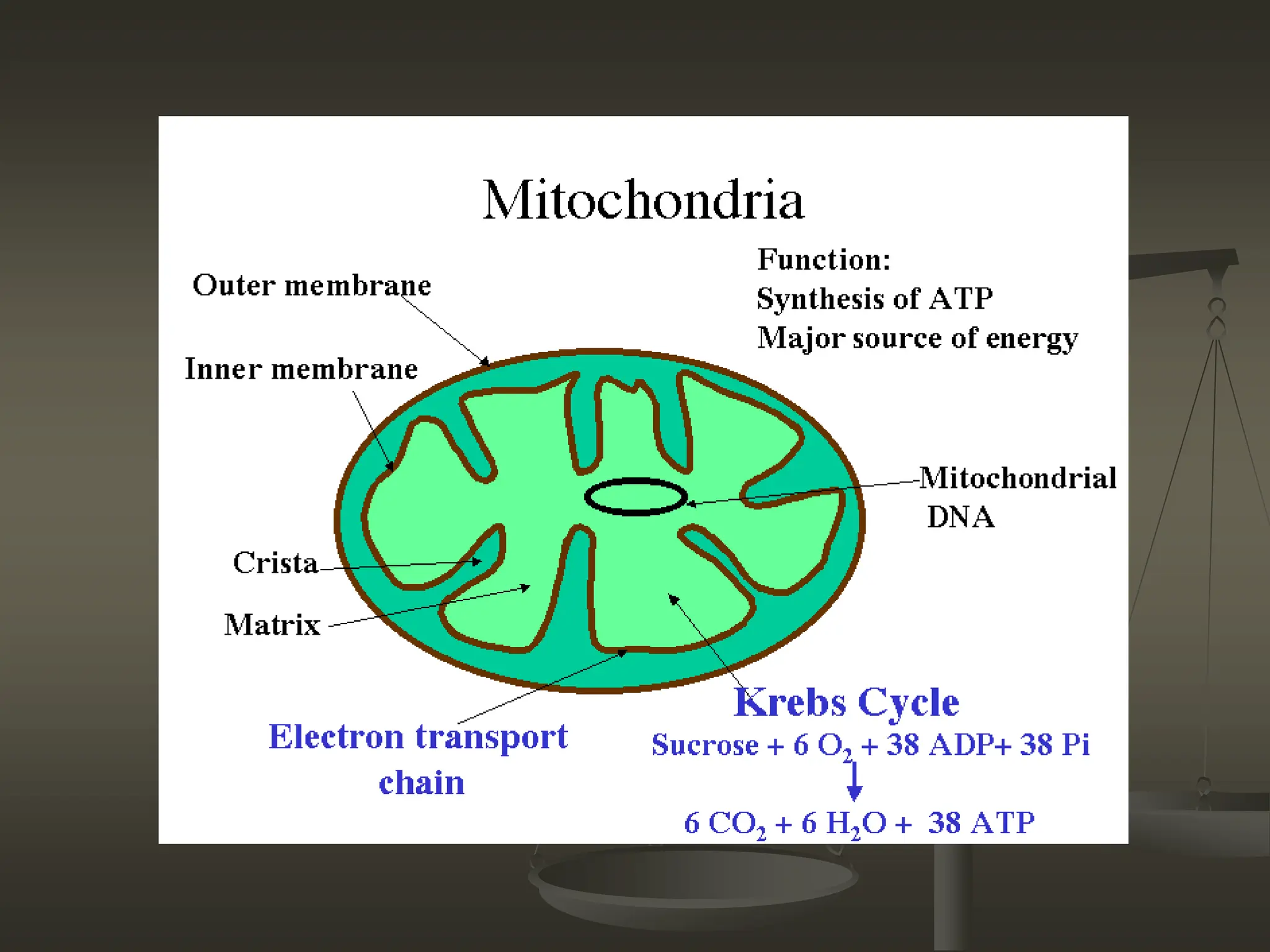 ++ Biokimia - Bio Energetika Rantai Respirasi & Fosforilasi Oksidatif.ppt