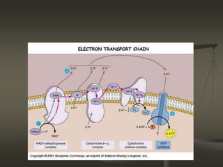 ++ Biokimia - Bio Energetika Rantai Respirasi & Fosforilasi Oksidatif.ppt