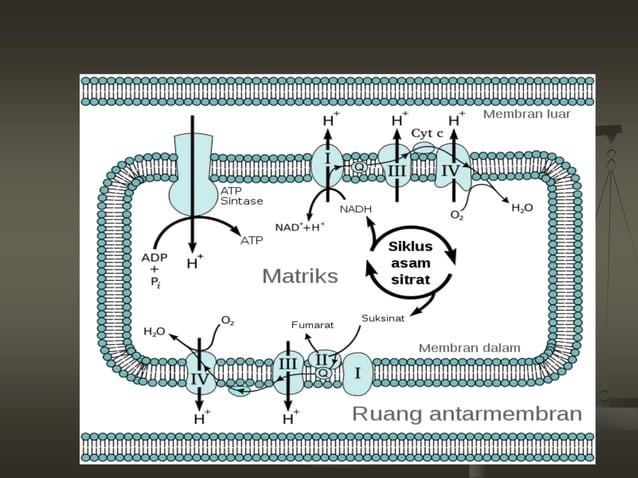++ Biokimia - Bio Energetika Rantai Respirasi & Fosforilasi Oksidatif.ppt