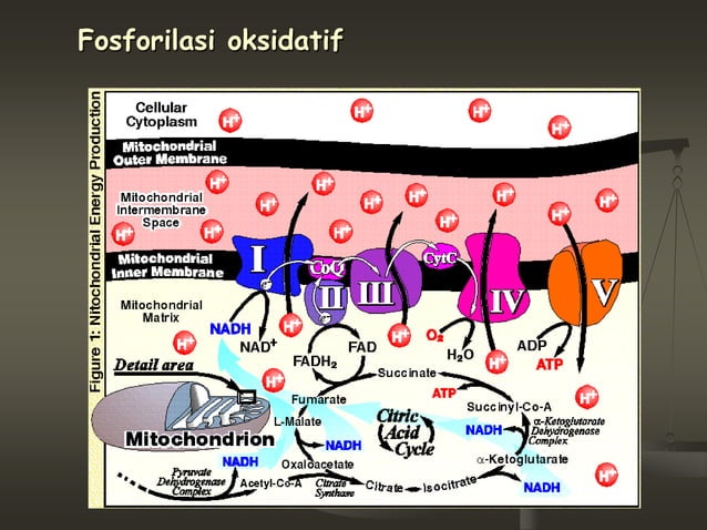 ++ Biokimia - Bio Energetika Rantai Respirasi & Fosforilasi Oksidatif.ppt