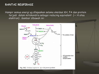 ++ Biokimia - Bio Energetika Rantai Respirasi & Fosforilasi Oksidatif.ppt