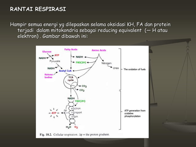 ++ Biokimia - Bio Energetika Rantai Respirasi & Fosforilasi Oksidatif.ppt