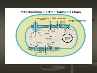 ++ Biokimia - Bio Energetika Rantai Respirasi & Fosforilasi Oksidatif.ppt