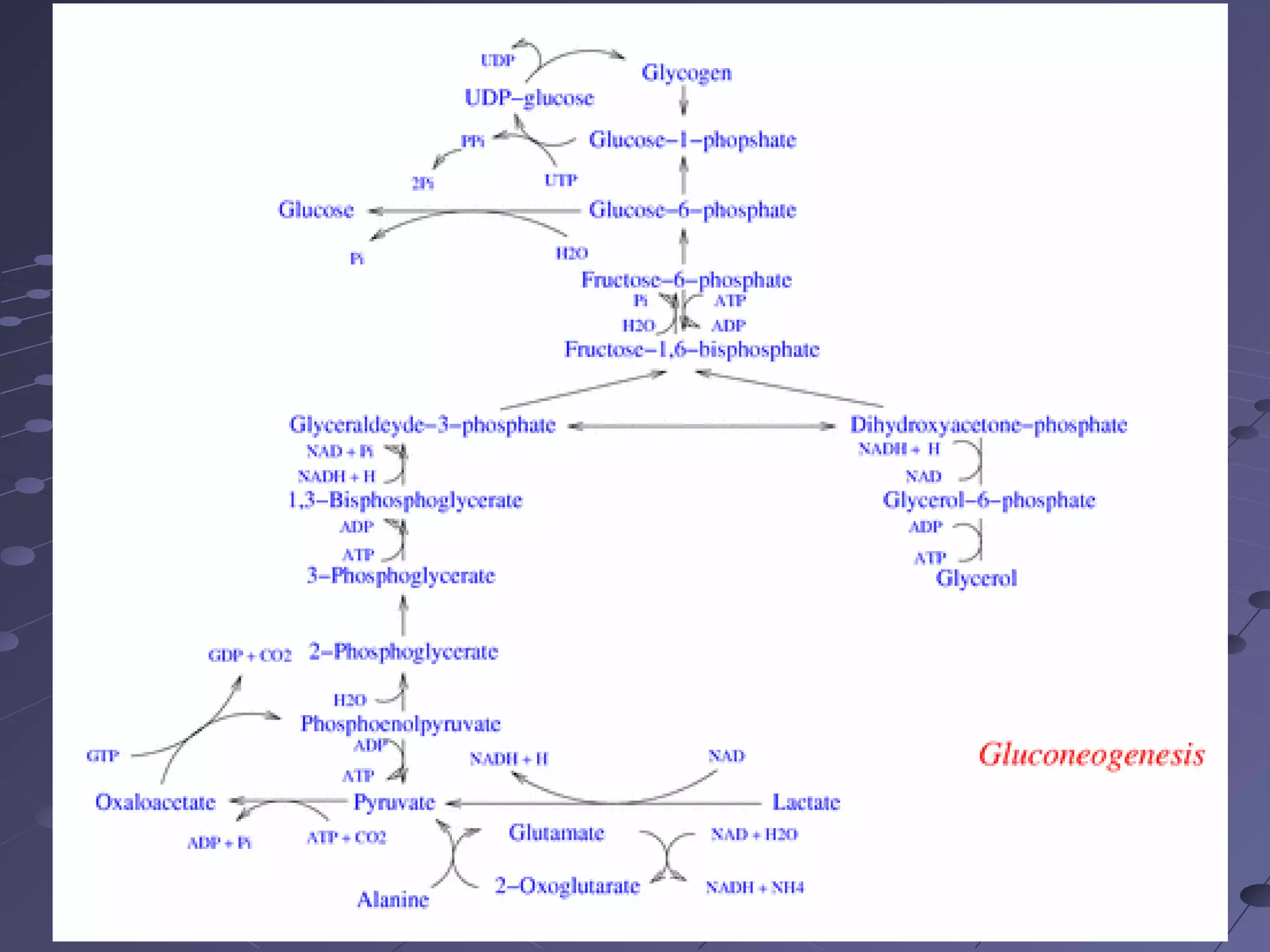 Biokimia metabolismekarbohidrat | PPT