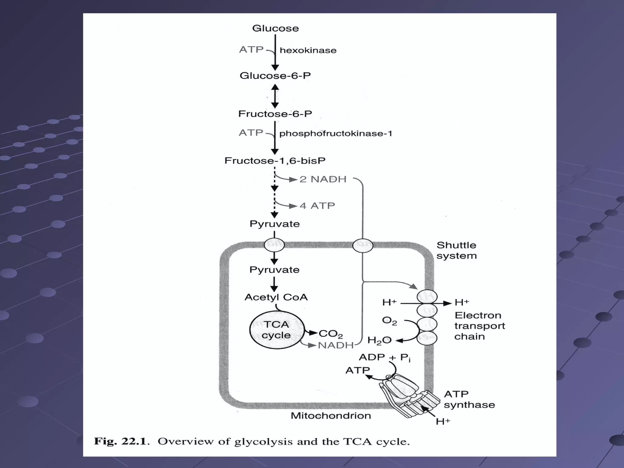 Biokimia metabolismekarbohidrat | PPT