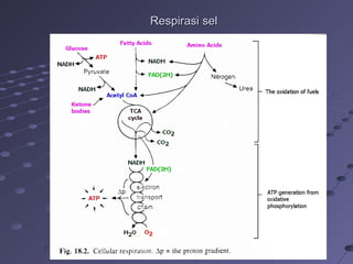 Biokimia metabolismekarbohidrat | PPT