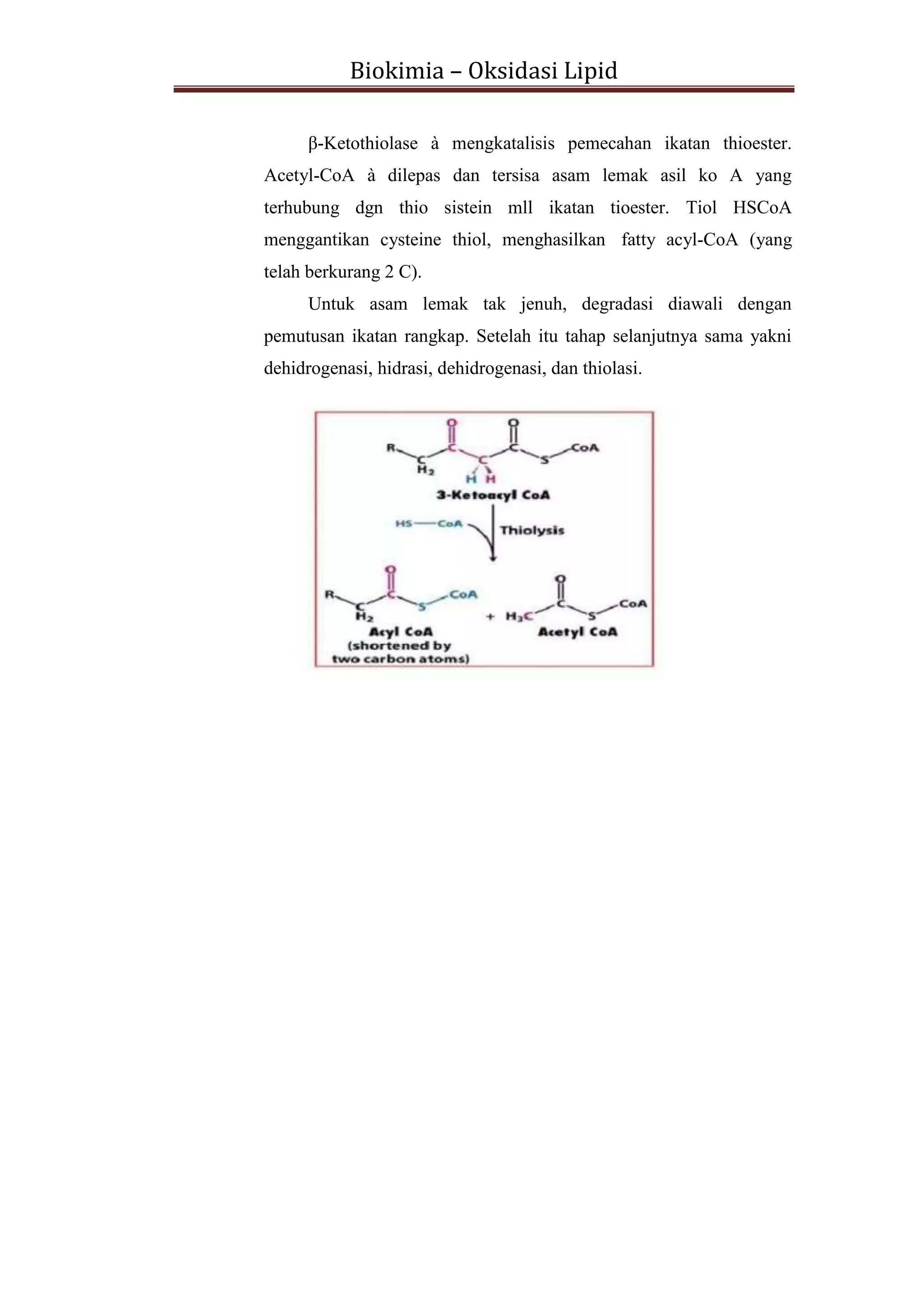 Biokimia oksidasi lipid | DOCX