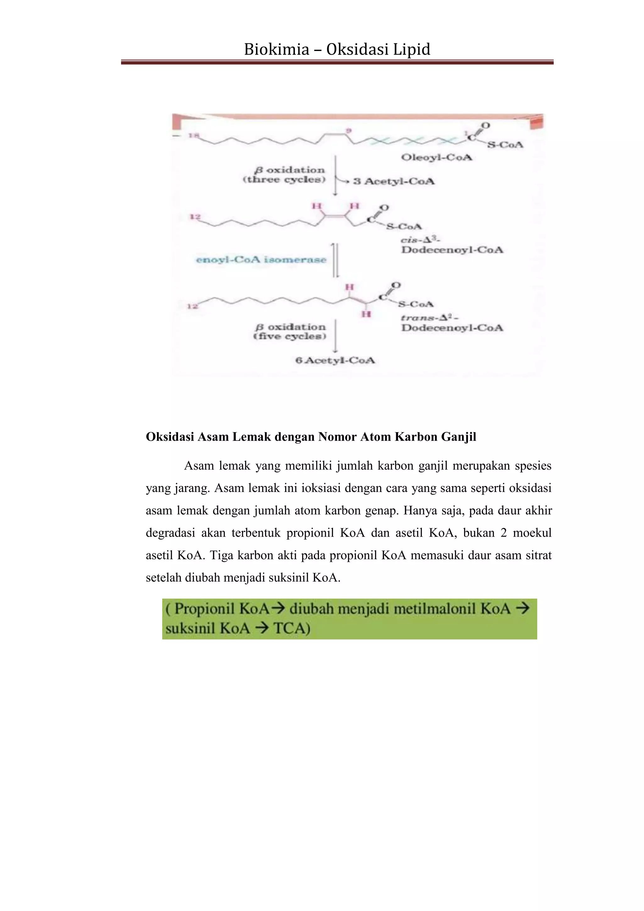 Biokimia oksidasi lipid | DOCX