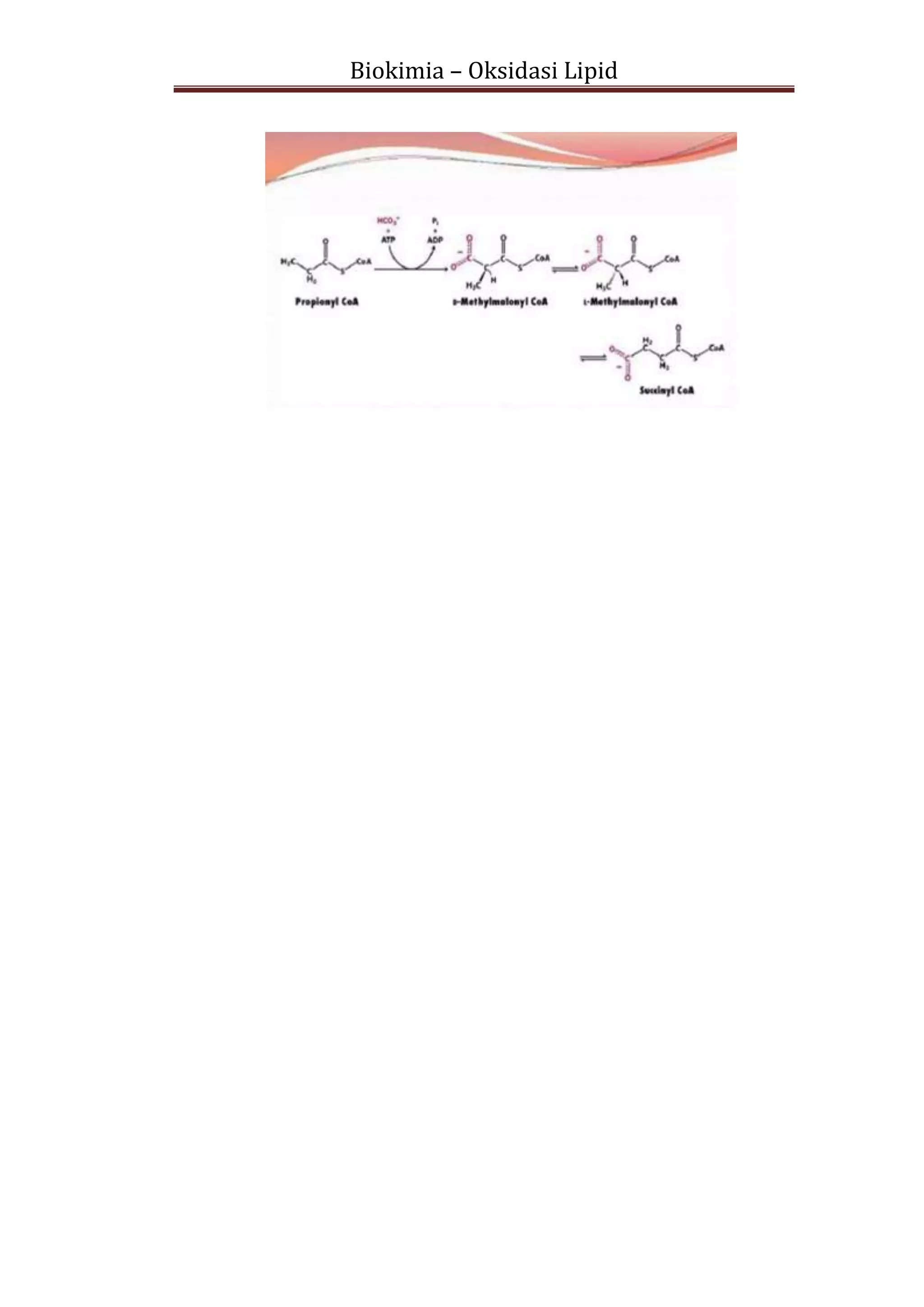 Biokimia oksidasi lipid | DOCX