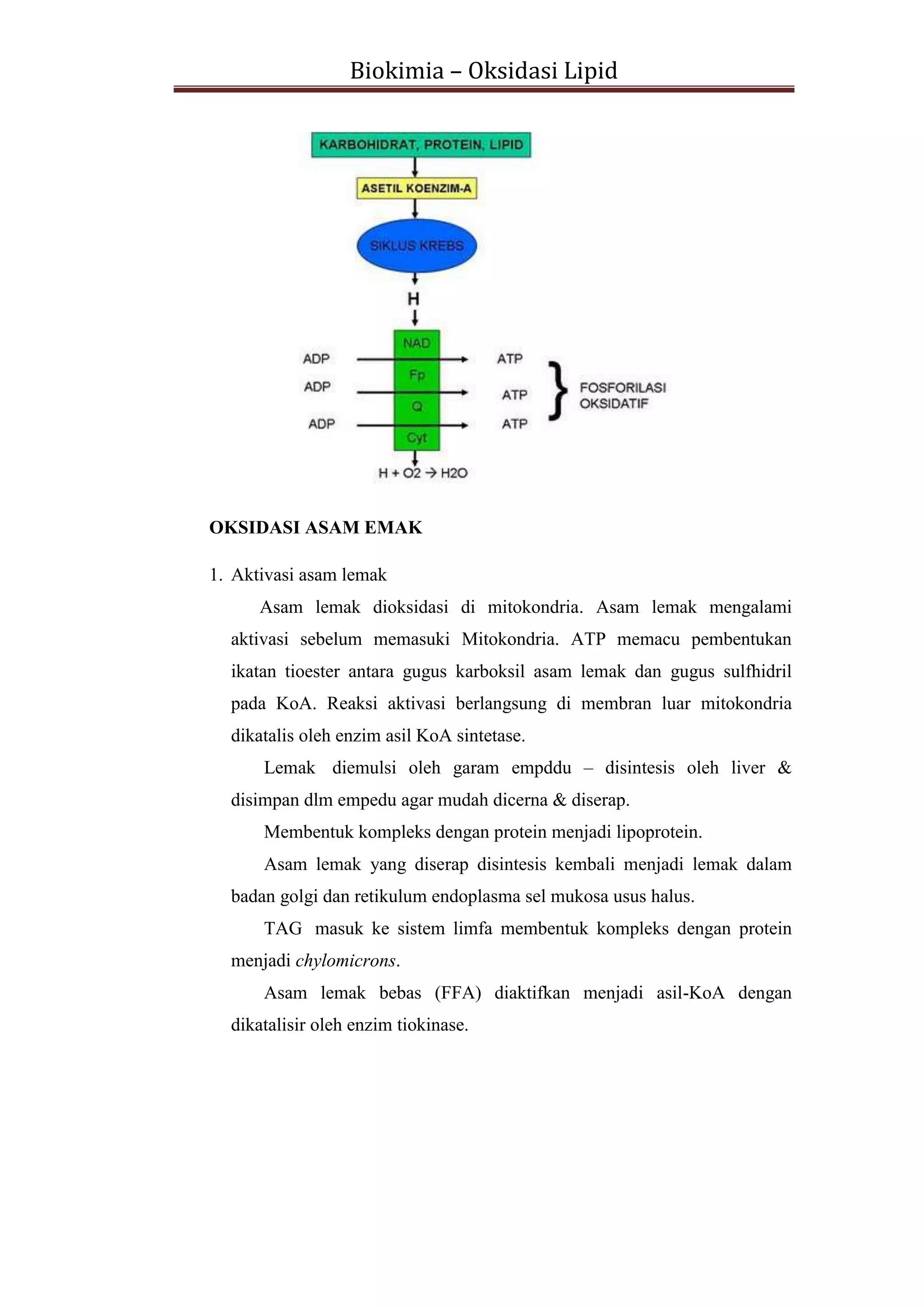 Biokimia oksidasi lipid | DOCX